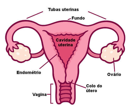 Útero Anatomia Função Partes E Curiosidades Brasil Escola